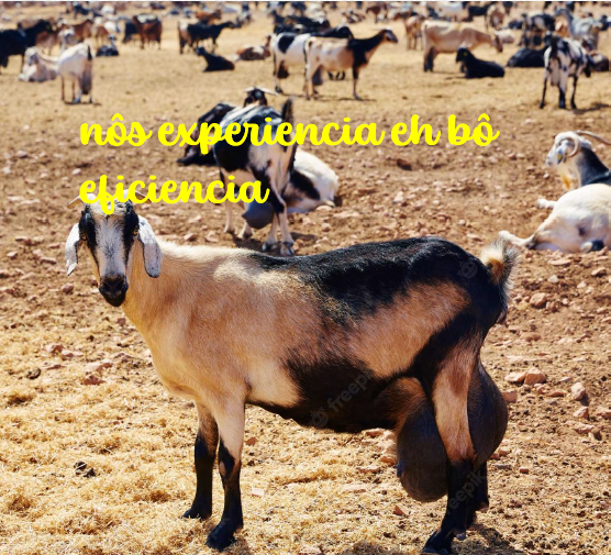 Palestra sobre criação de Caprinos - Upranimal,LDA
